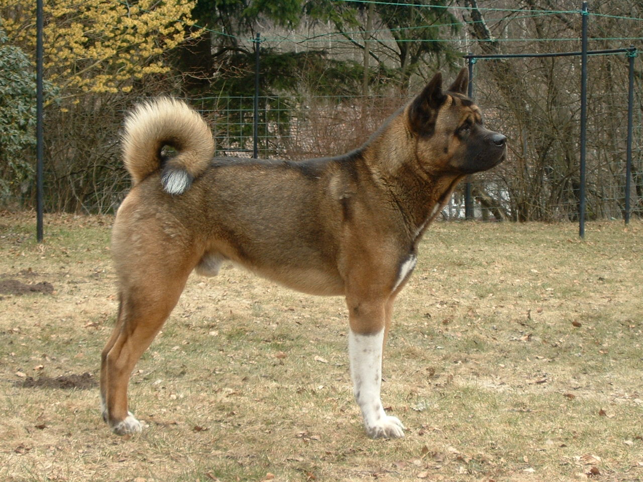 American Akita Traits – Breeds 101 - Dog Hub EXTENDED