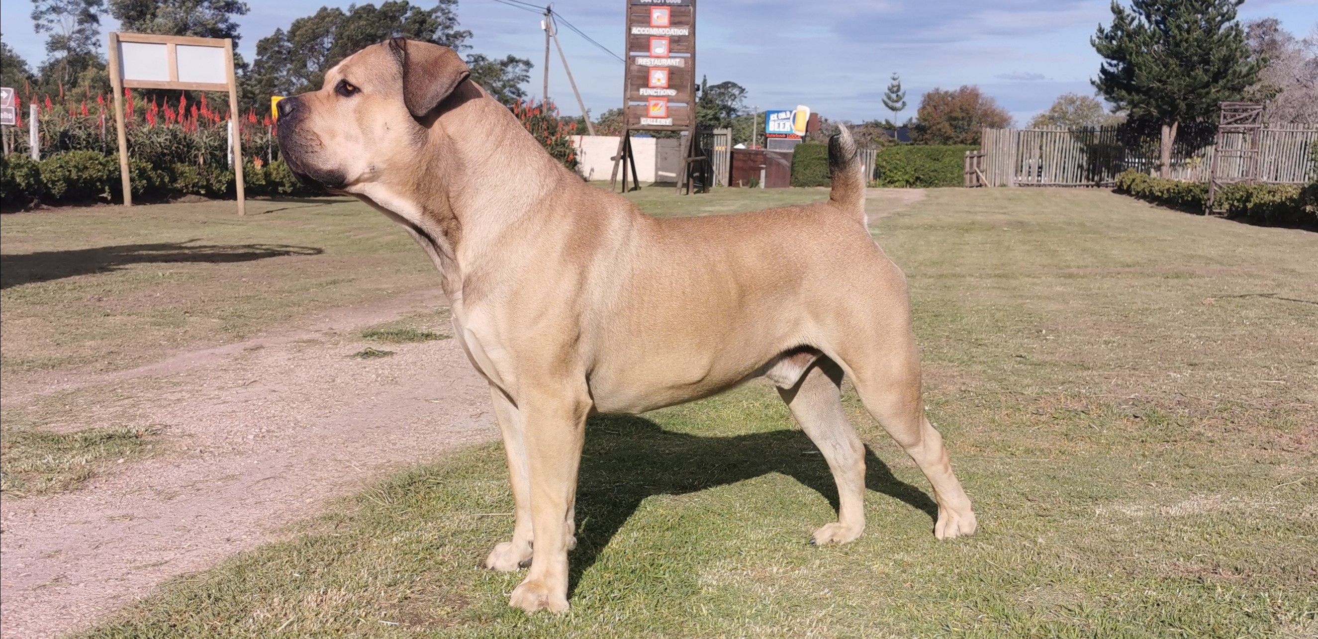 Boerboel Traits – Breeds 101 - Dog Hub EXTENDED