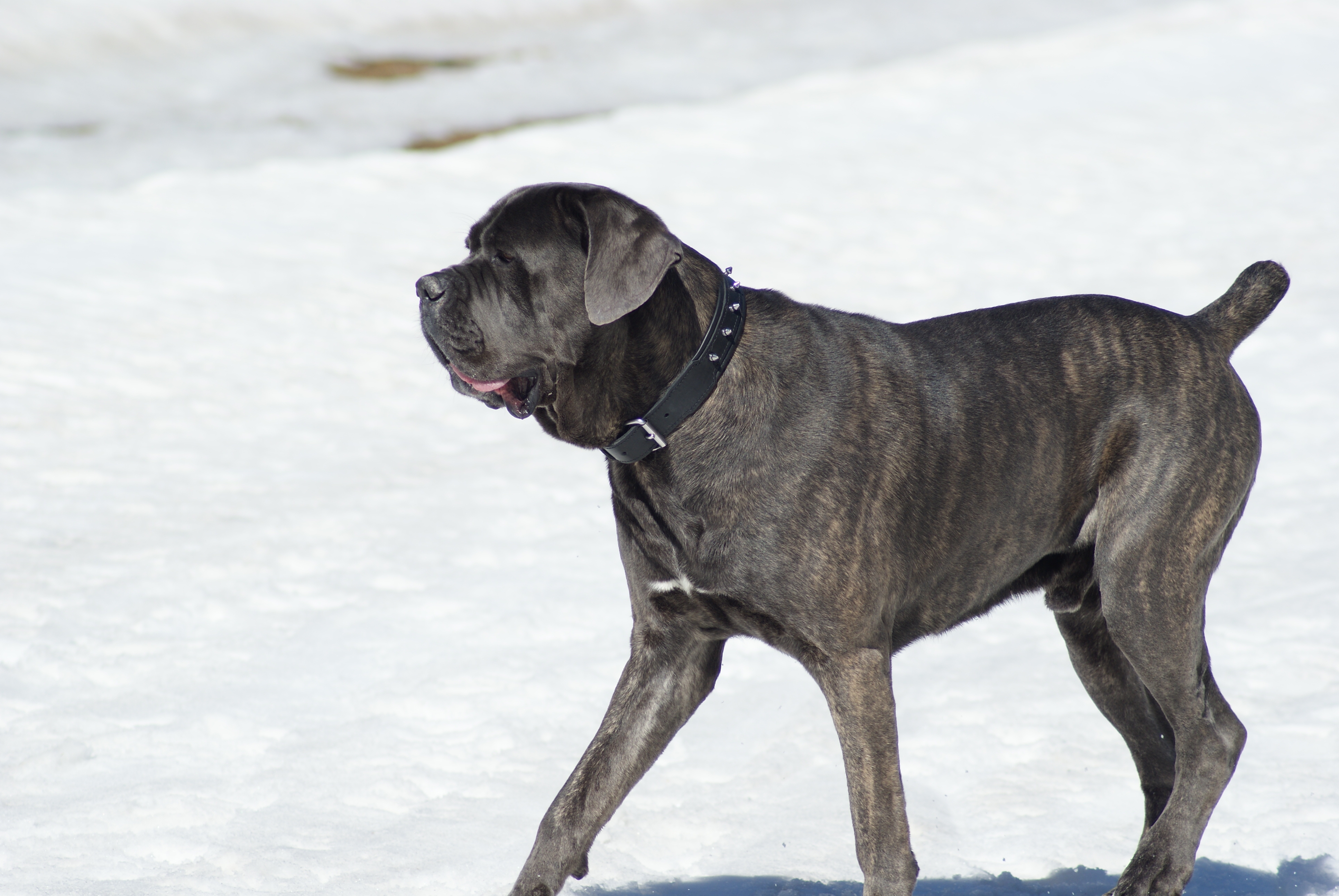Cane Corso Traits – Breeds 101 - Dog Hub EXTENDED