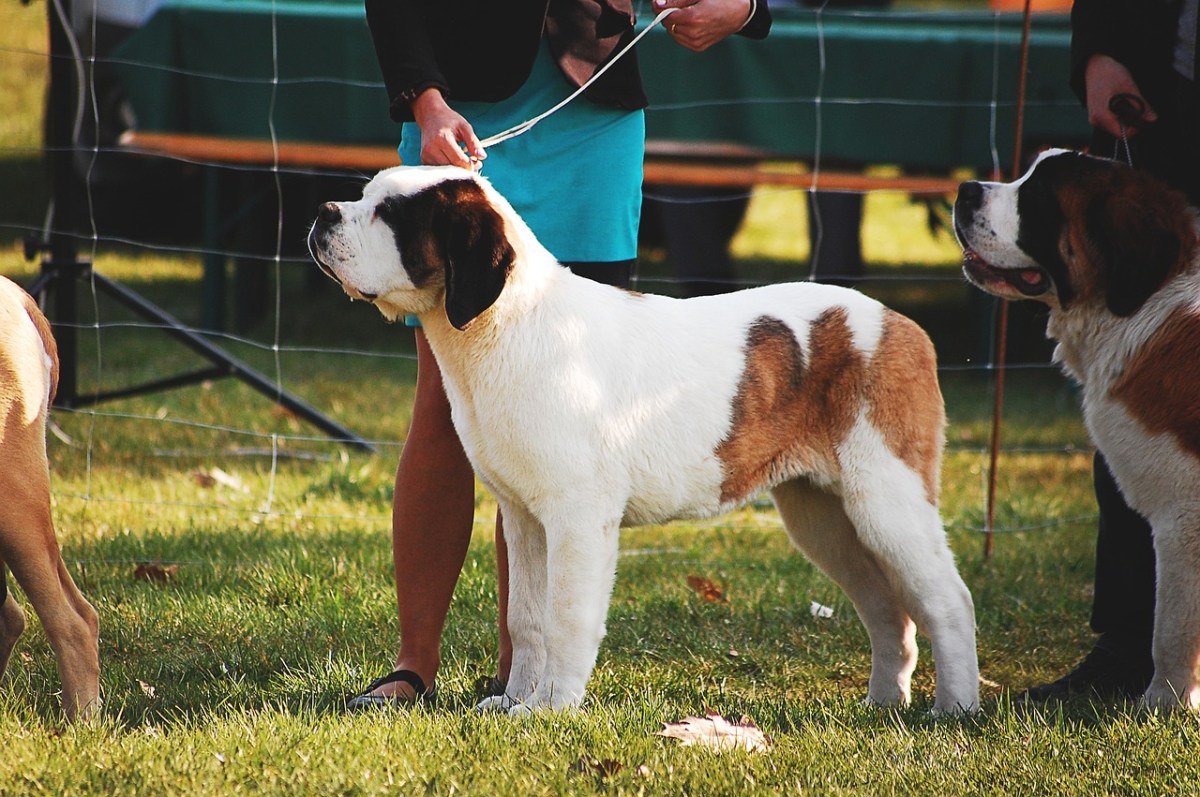 What Is The (Royal) Kennel Club? – Dog Hub EXTENDED