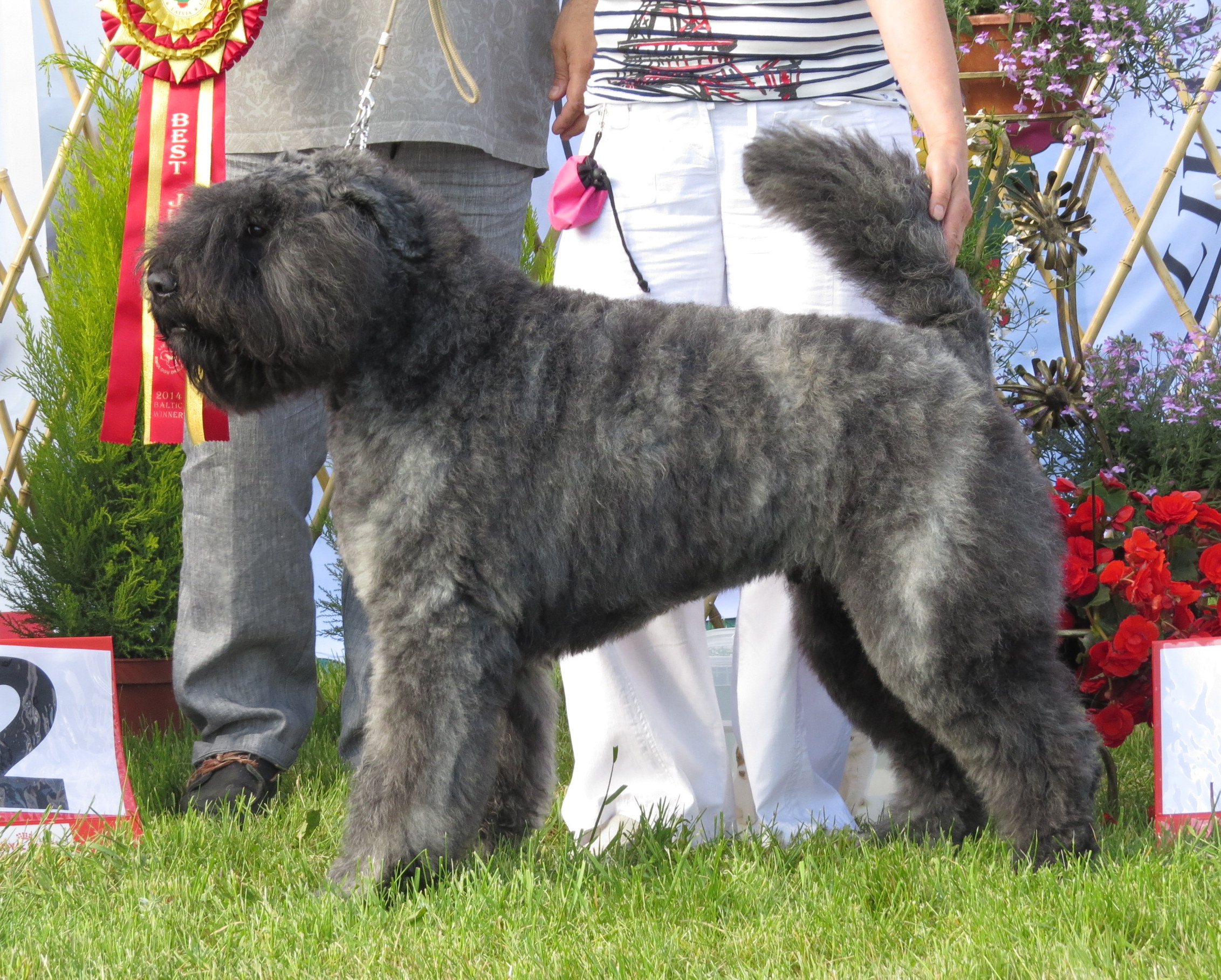 Bouvier Des Flandres Traits – Breeds 101 - Dog Hub EXTENDED