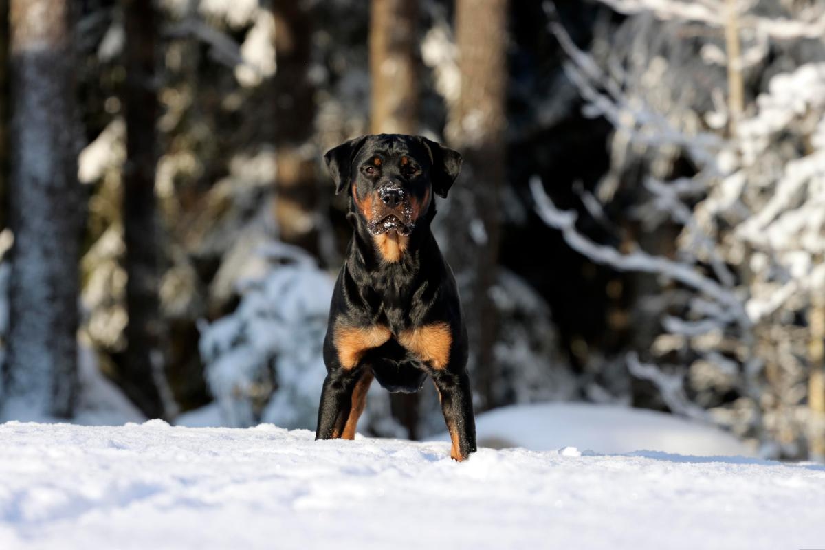 Rottweiler Traits – Breeds 101 – Dog Hub EXTENDED