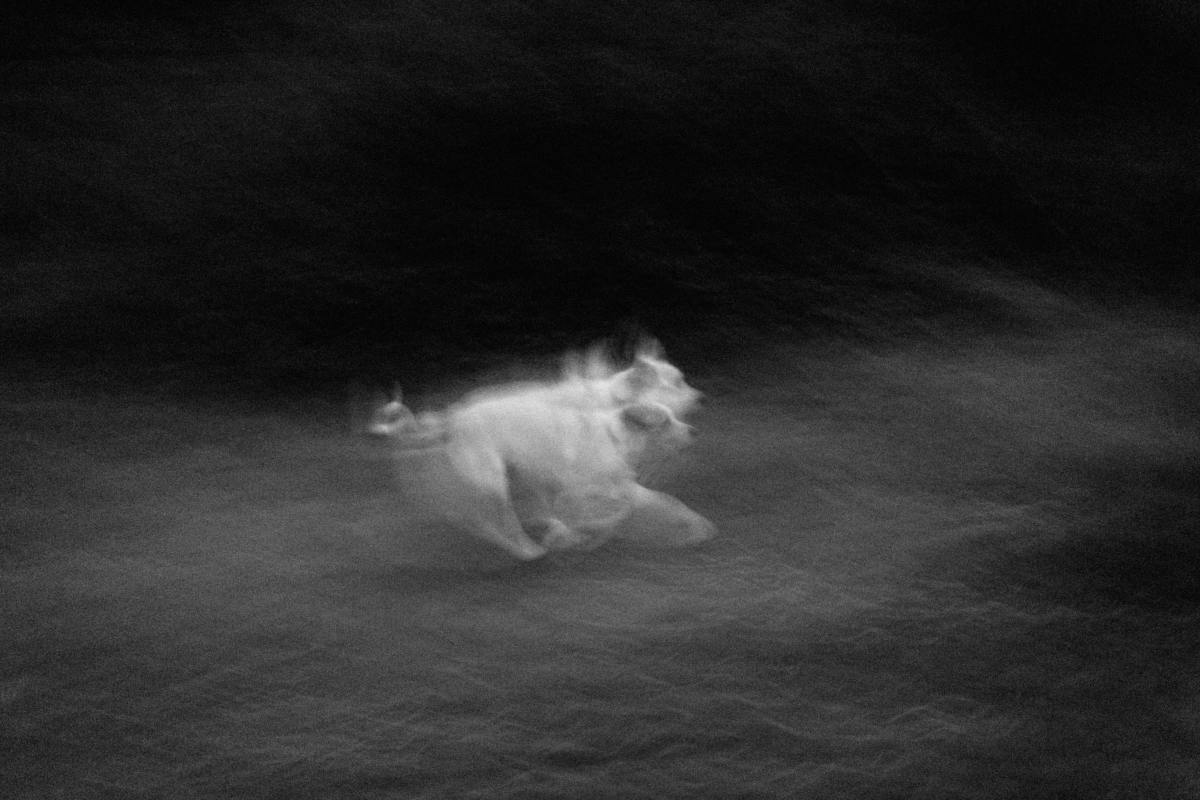 5 Ghost Dog Stories – Dog Hub EXTENDED
