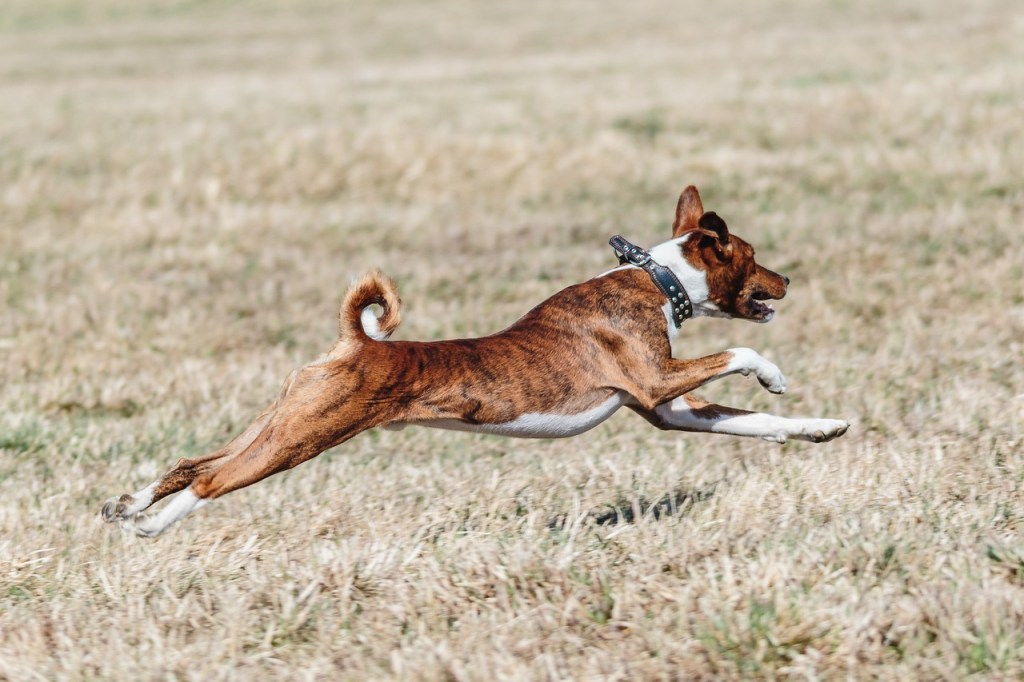 Basenji Traits – Breeds 101 – Dog Hub EXTENDED