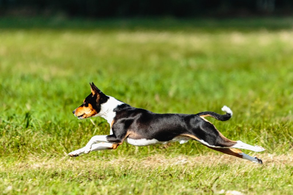 Basenji Traits – Breeds 101 – Dog Hub EXTENDED