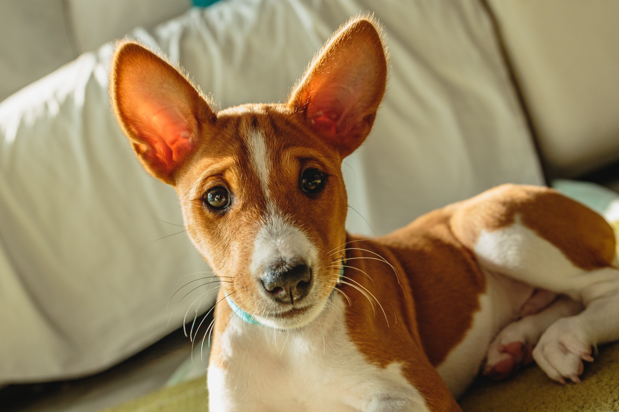 Basenji Traits – Breeds 101 – Dog Hub EXTENDED