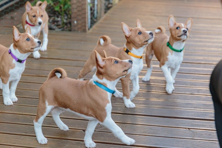 Basenji Traits – Breeds 101 – Dog Hub EXTENDED