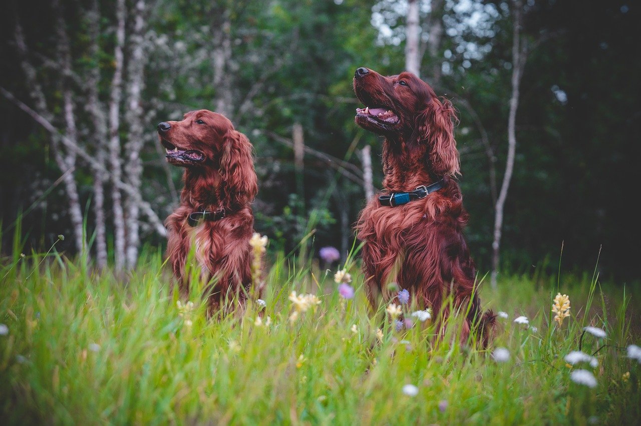 Irish Setter Traits – Breeds 101 – Dog Hub EXTENDED