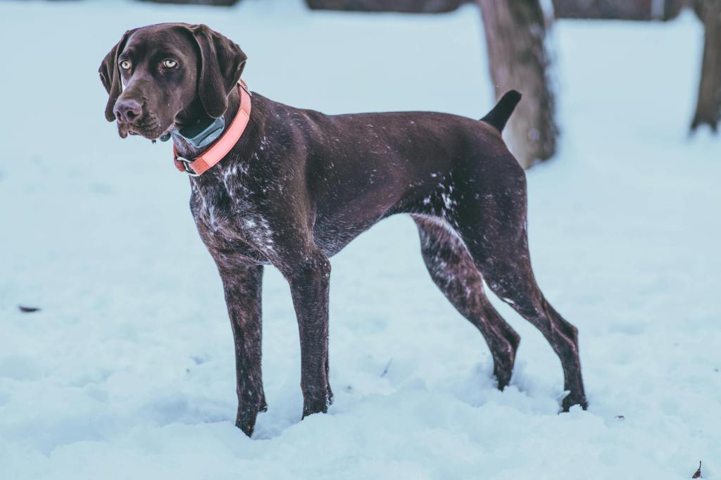German Shorthaired Pointer Traits – Breeds 101 - Dog Hub EXTENDED