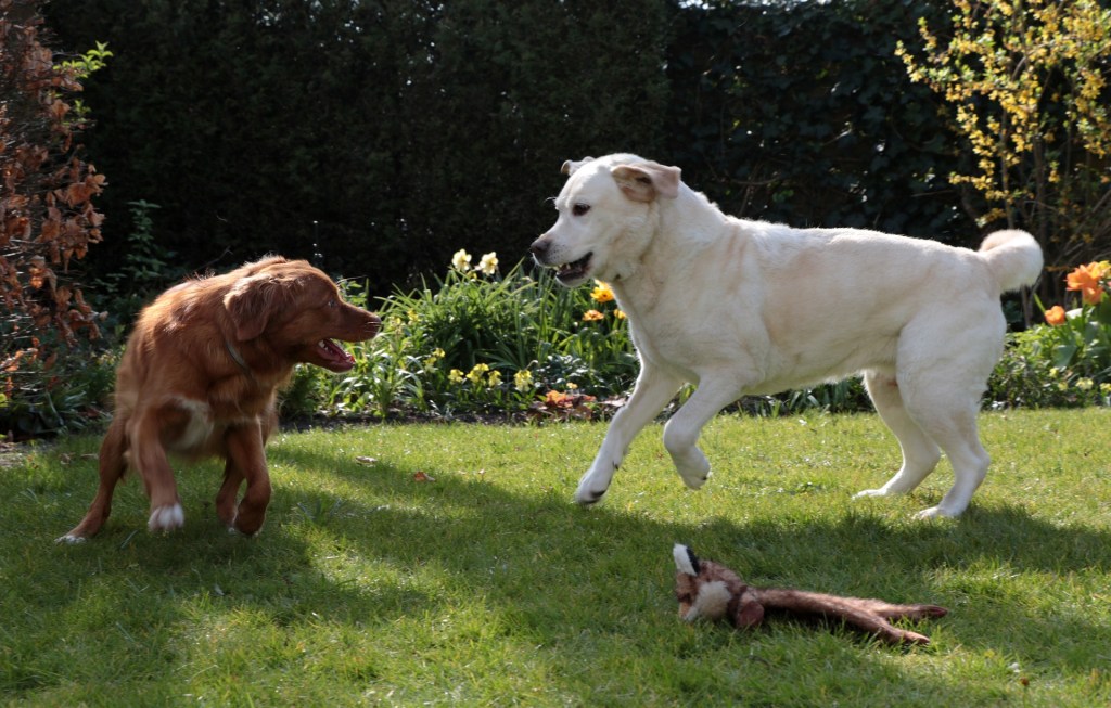 Nova Scotia Duck Tolling Retriever Traits - Breeds 101 - Dog Hub EXTENDED