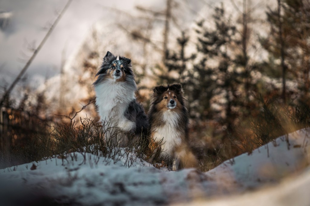Shetland Sheepdog Traits - Breeds 101 - Dog Hub EXTENDED