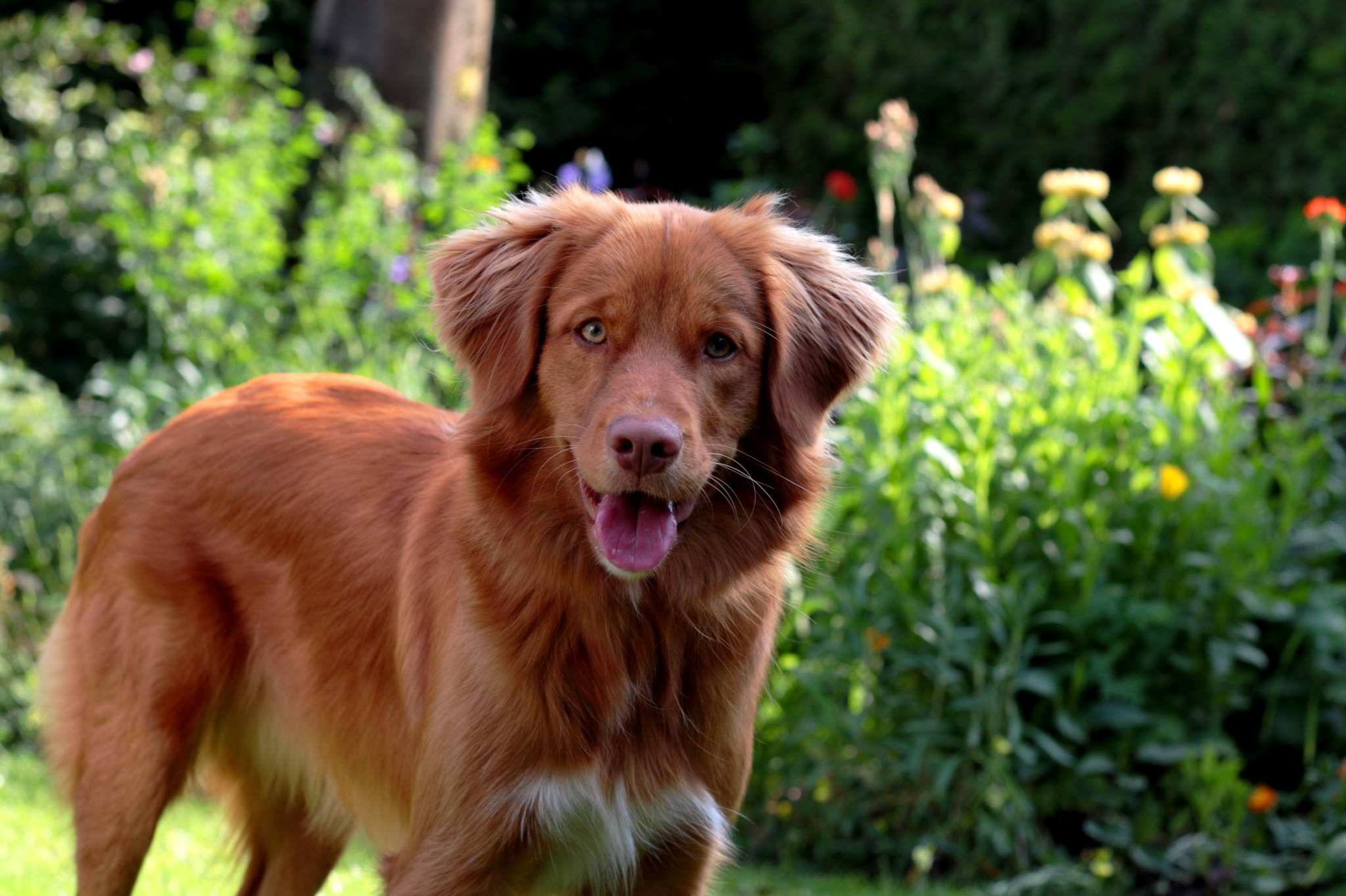 Nova Scotia Duck Tolling Retriever Traits – Breeds 101 – Dog Hub EXTENDED