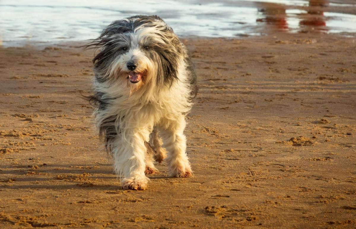 Bearded Collie Traits – Breeds 101 – Dog Hub EXTENDED