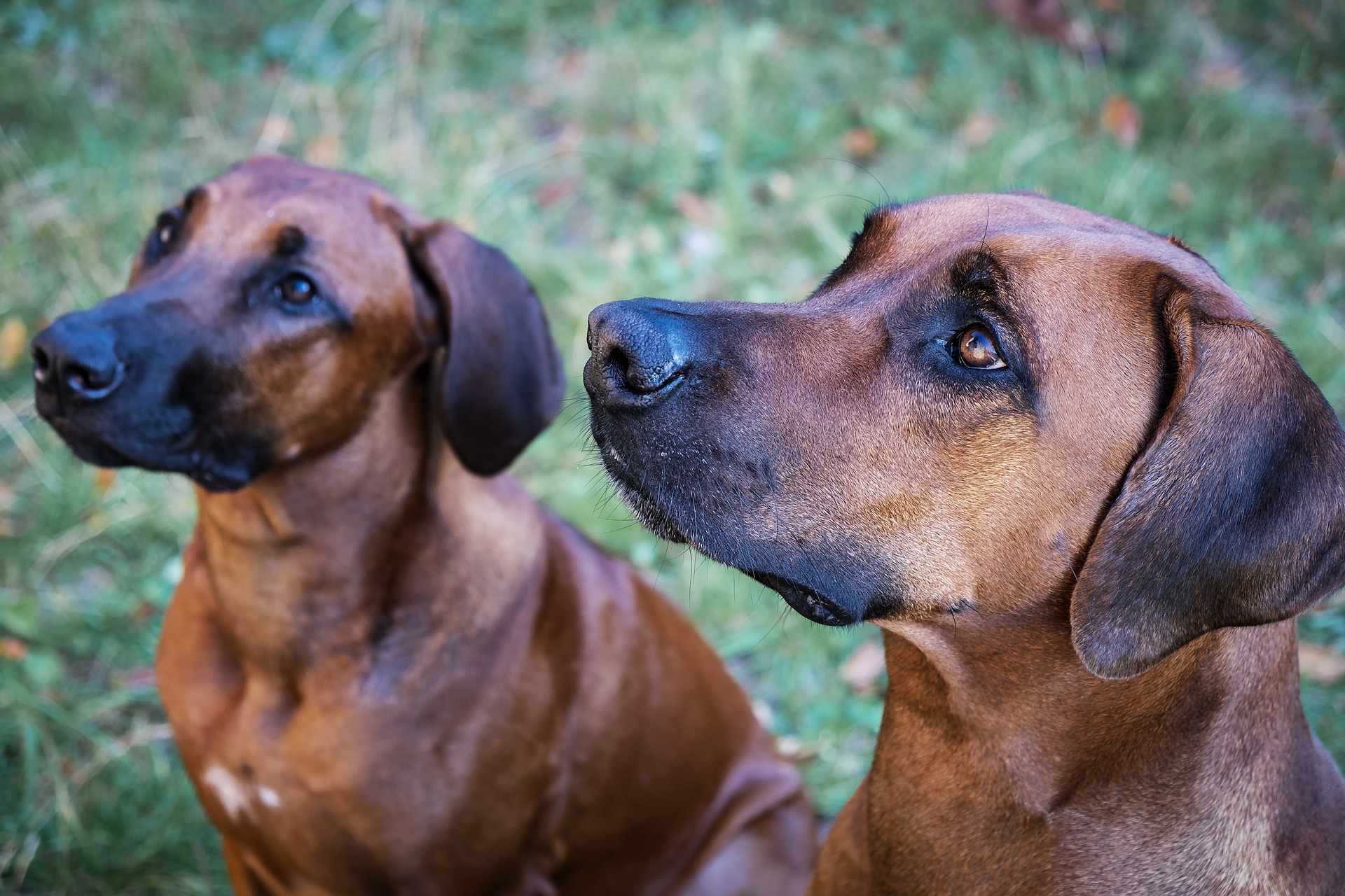 Rhodesian Ridgeback Traits – Breeds 101 – Dog Hub Extended
