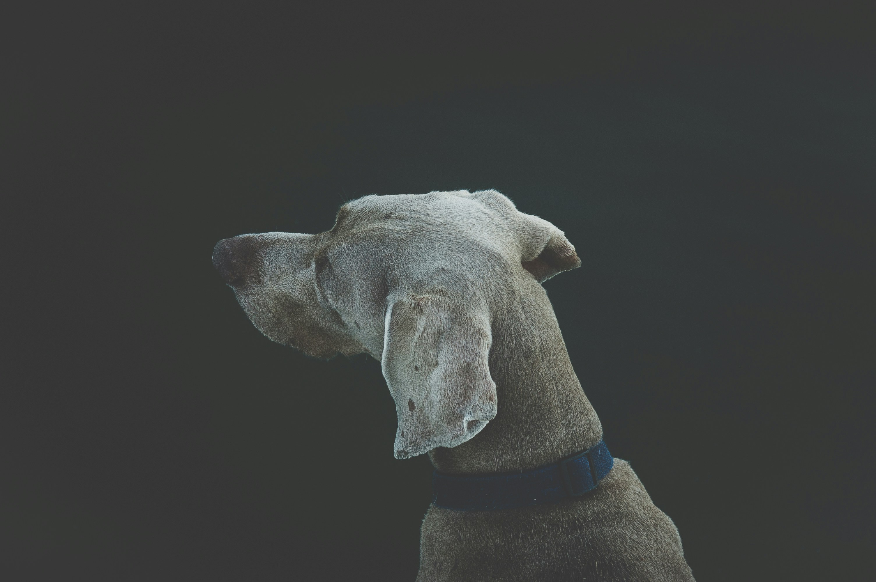 What Is BAER Testing? - Dog Hub EXTENDED