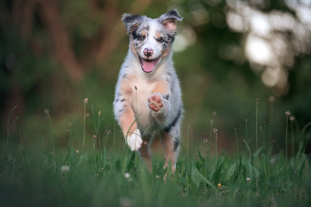 Australian Shepherd Traits - Breeds 101 - Dog Hub EXTENDED