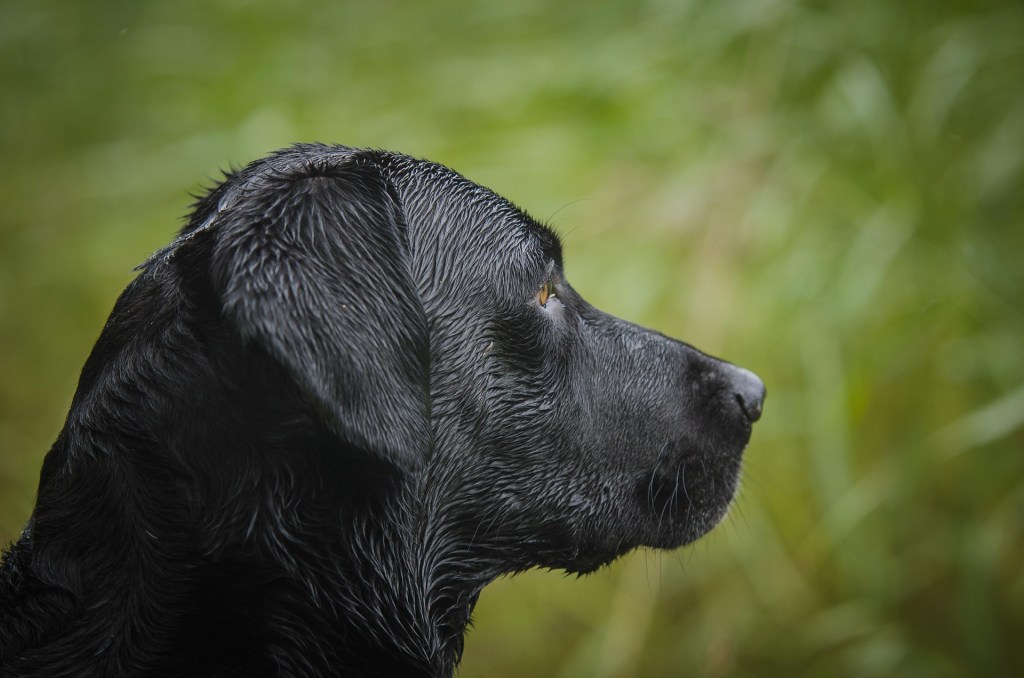 Exercise-Induced Collapse In Labrador Retrievers – Dog Hub EXTENDED