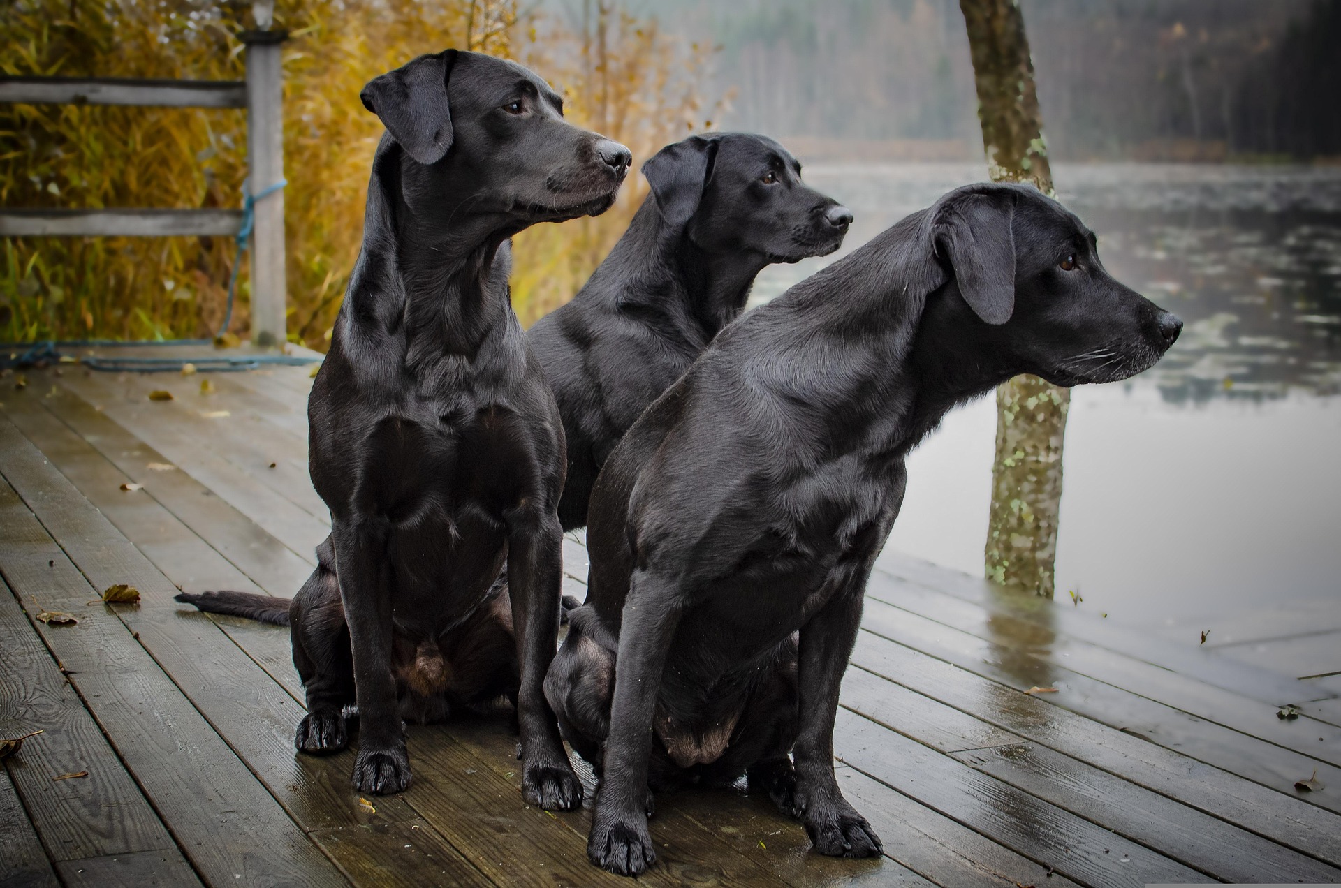 Exercise-Induced Collapse In Labrador Retrievers – Dog Hub EXTENDED