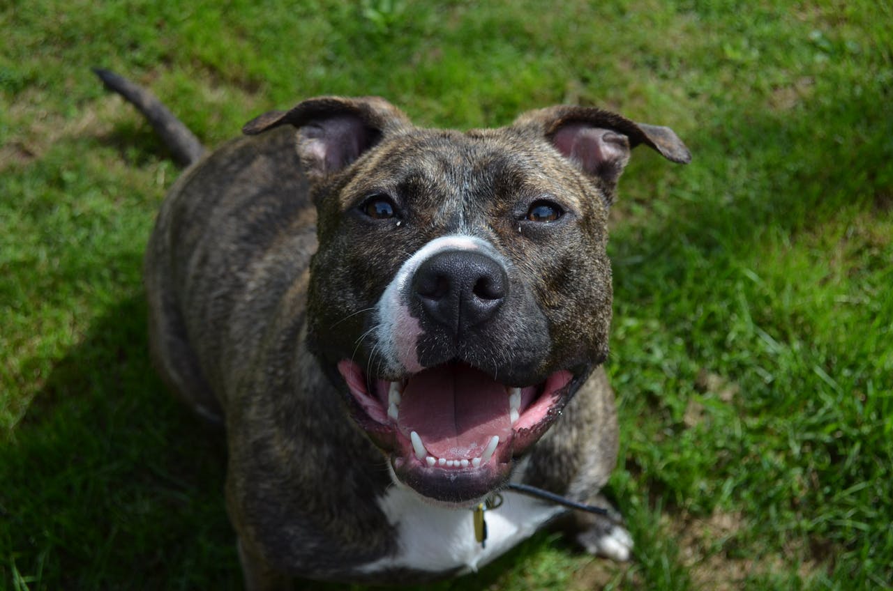 American Staffordshire Terrier Traits – Breeds 101 – Dog Hub EXTENDED