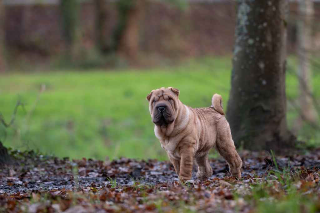 What Is Shar Pei Fever? - Dog Hub EXTENDED