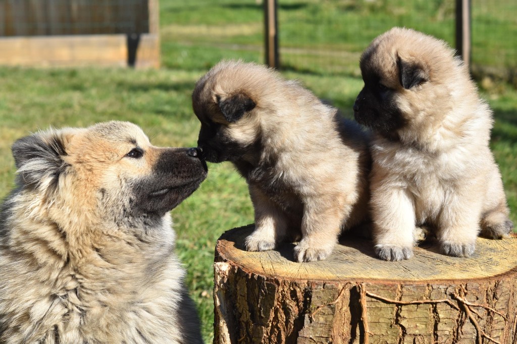Traits Of A Good Dog Breeder - Dog Hub EXTENDED