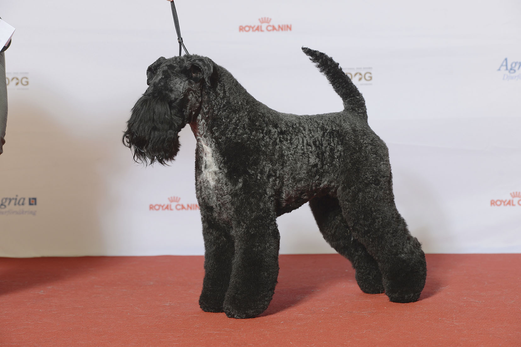 Kerry Blue Terrier Traits - Breeds 101 - Dog Hub EXTENDED