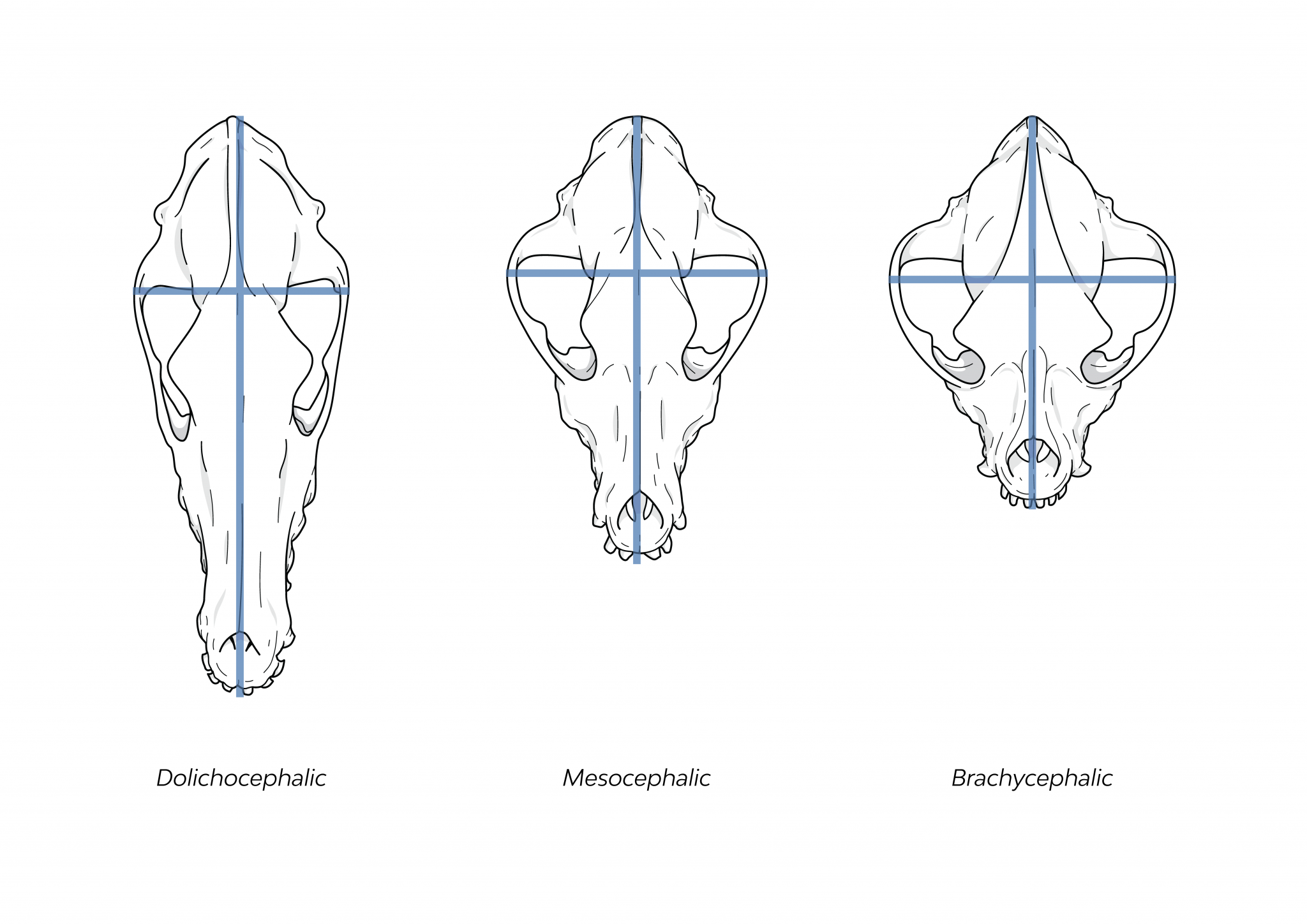 Types Of Dog Faces – Dog Hub EXTENDED