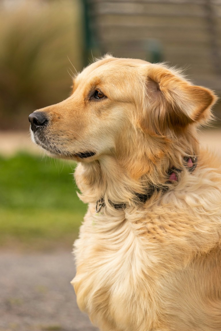 Types Of Dog Faces – Dog Hub EXTENDED