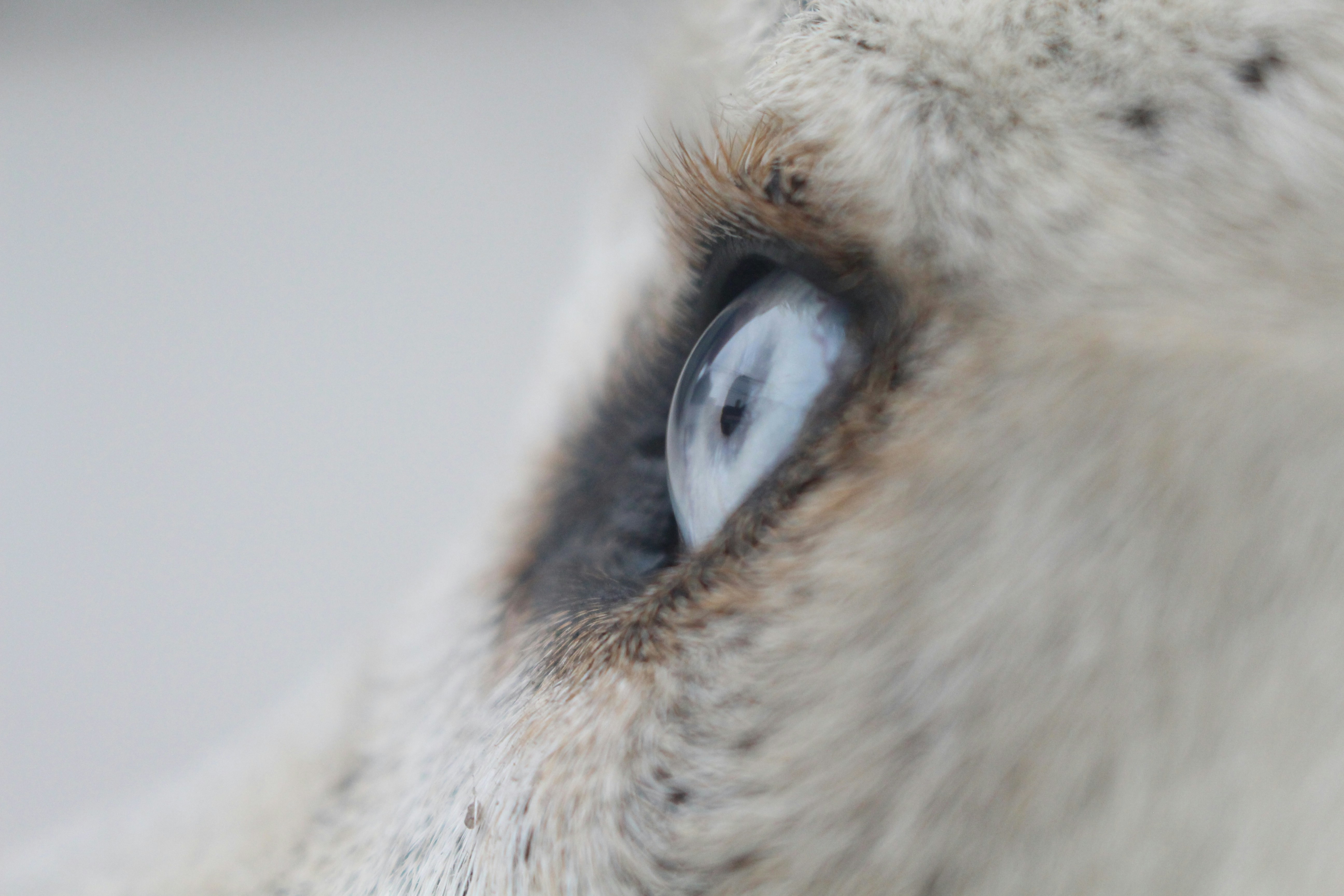 Dog Eyelashes: 3 Potential Problems - Dog Hub EXTENDED