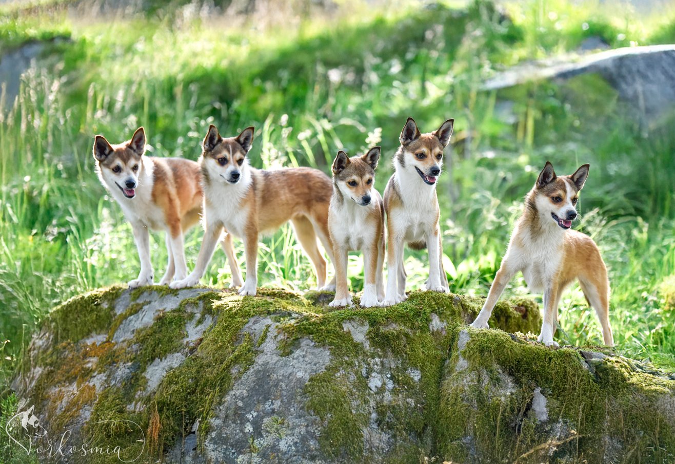 Norwegian Lundehund Traits - Breeds 101 - Dog Hub EXTENDED