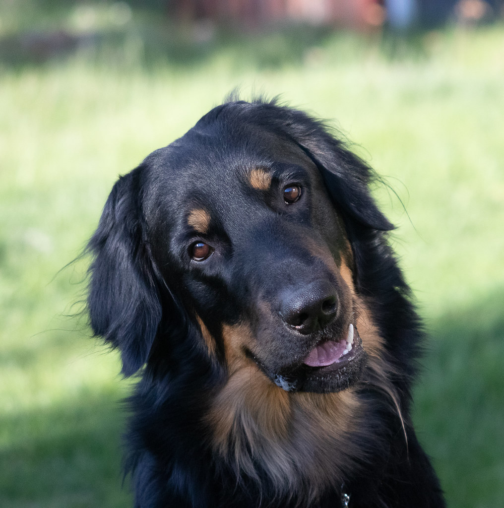 Hovawart Traits – Breeds 101 - Dog Hub EXTENDED